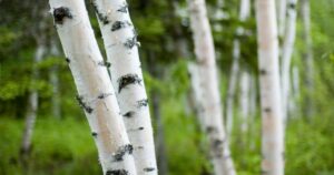 How to Prune a Silver Birch Tree